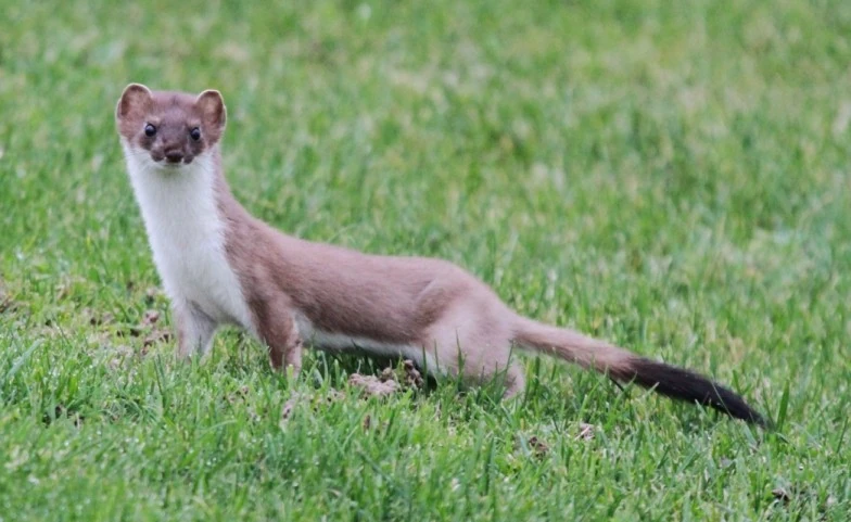 Belette | Wiki Hanin | Fandom