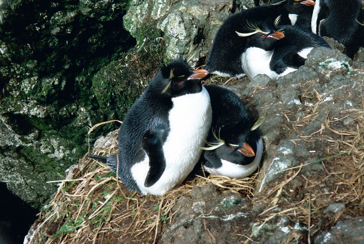 Eastern Rockhopper Penguin | Happy Feet Fanon Wiki | Fandom