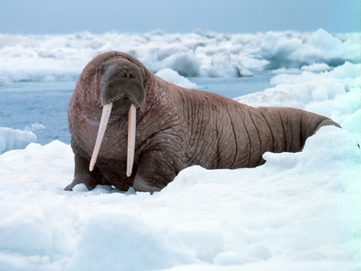 Walrus | Happy Feet Fanon Wiki | Fandom