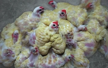 C0174 | Happy Meat Farms ARG Wiki | Fandom