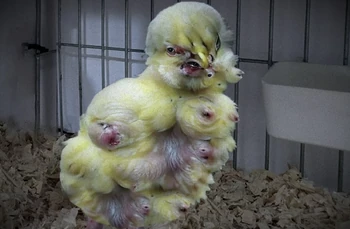 C0079 | Happy Meat Farms ARG Wiki | Fandom