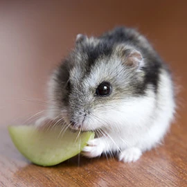Interesting facts about Hamsters | Happy Paws Blog Wiki | Fandom