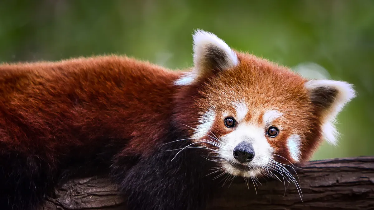 Red Panda | Happy Paws Blog Wiki | Fandom
