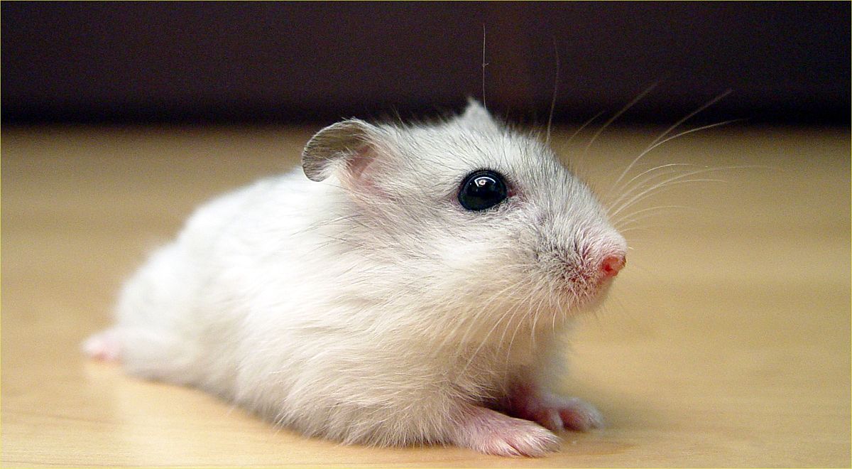 Hamsters: What You Need To Know | Happy Paws Blog Wiki | Fandom