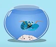 Zebra Hermit Crab | Happy Aquarium Wiki | Fandom