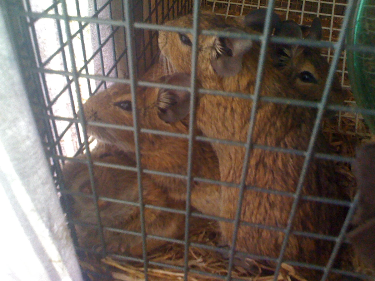 Mollycoddling | Happy Degu Wiki | Fandom