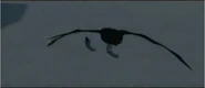 Boss Skua/Gallery | Happy Feet Wiki | Fandom