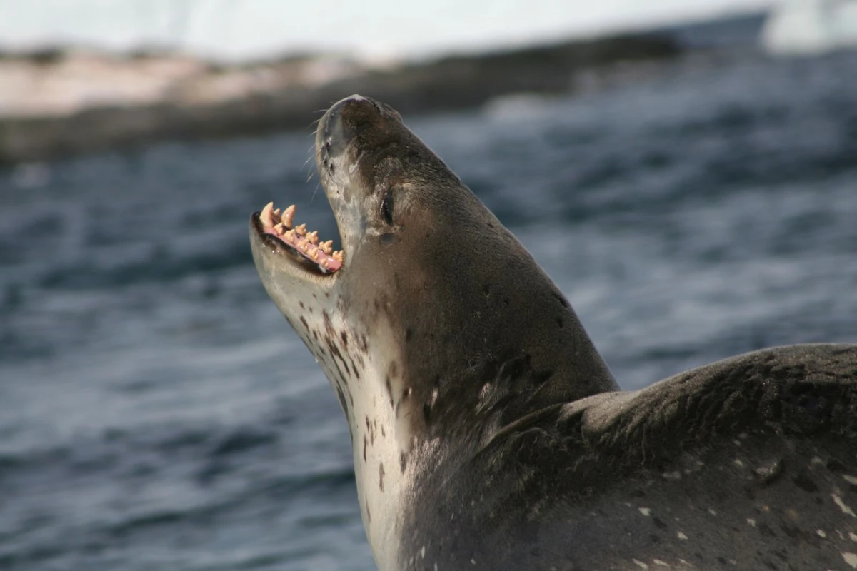 Leopard Seal/Gallery | Happy Feet Wiki | Fandom