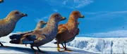Boss Skua/Gallery | Happy Feet Wiki | Fandom