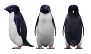 Happy Feet/Gallery/Concept Arts | Happy Feet Wiki | Fandom