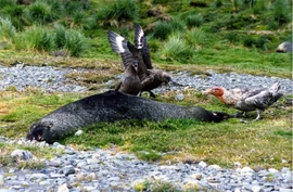 Skua | Happy Feet Wiki | Fandom