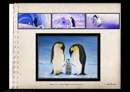 Mrs. Astrakhan/Gallery | Happy Feet Wiki | Fandom
