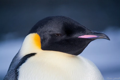 Emperor Penguin/Gallery | Happy Feet Wiki | Fandom