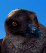 Skua/Gallery | Happy Feet Wiki | Fandom