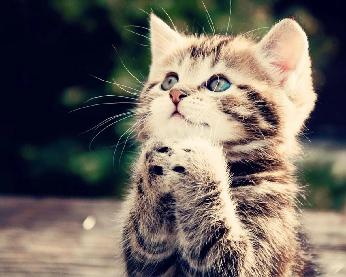 Cuddle kitten | Happypasta - en español Wiki | Fandom