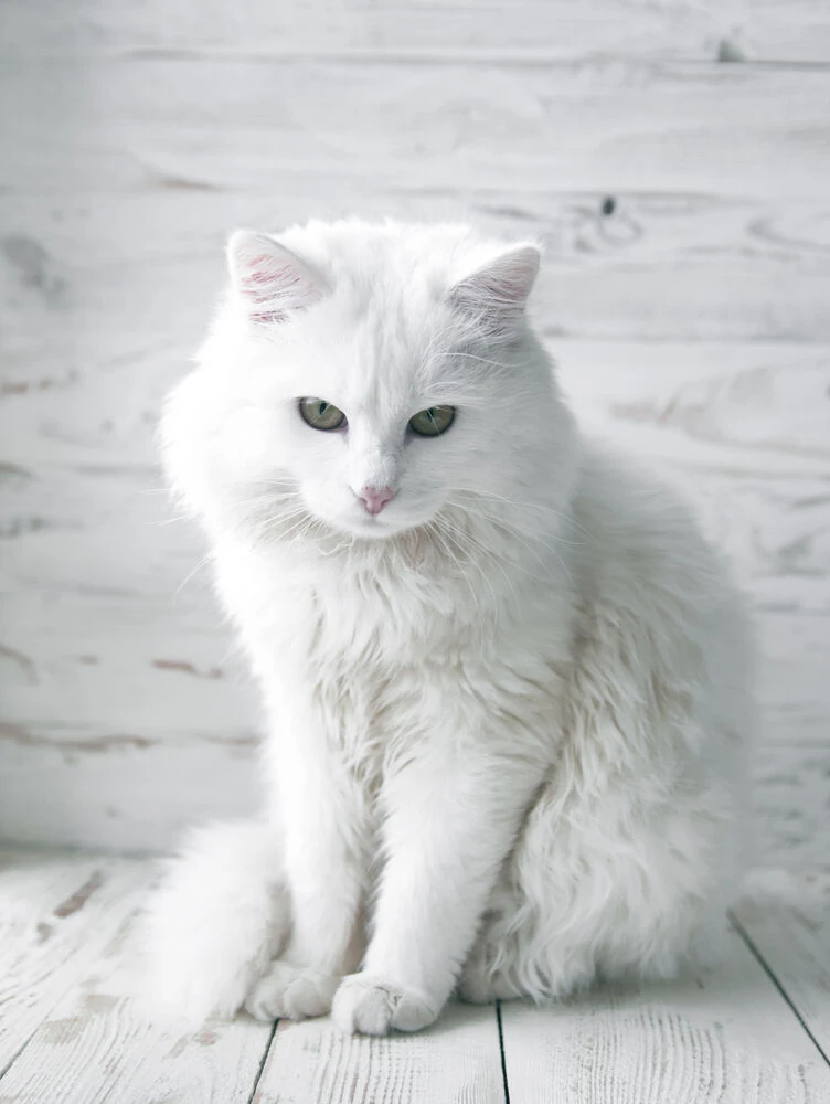 Happycat | Happypasta - en español Wiki | Fandom