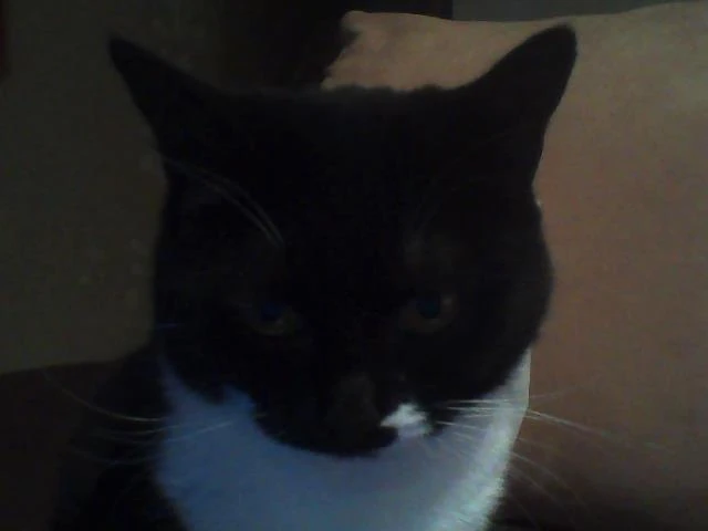 Kitten | Happy Tree Friends Fanon Wiki | Fandom