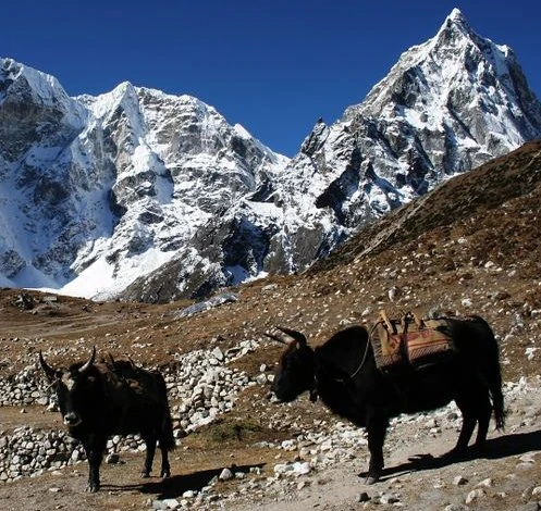 Pakistani Harps | Harp Wiki | Fandom