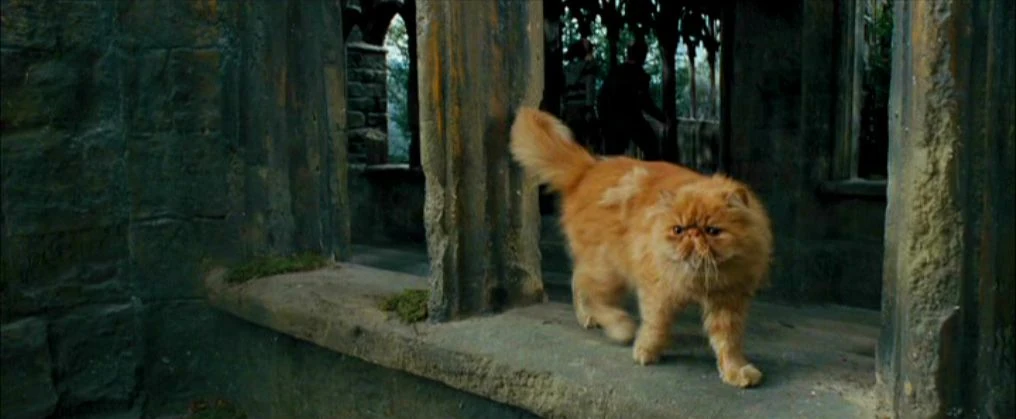 Crookshanks | Harry Potter and the Era of Time Wiki | Fandom