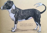 Crup | Harry Potter through another looking glass Wiki | Fandom