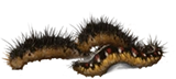 Caterpillar | Harry Potter Wiki | Fandom