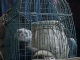 Category:Ferrets | Harry Potter Wiki | Fandom