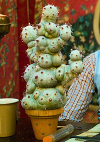 Stinksap | Harry Potter Wiki | Fandom