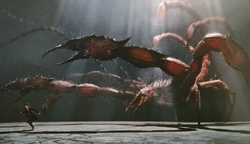 Manticore | Harry Potter Wiki | Fandom