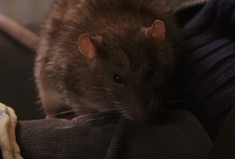 Rat | Harry Potter Wiki | Fandom