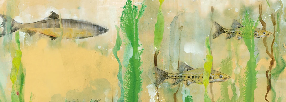 Fish | Harry Potter Wiki | Fandom