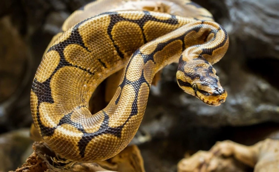 Pyton | Harry Potter Wiki | Fandom