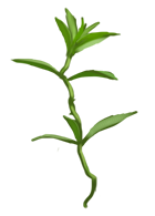 Fluxweed | Harry Potter Wiki | Fandom