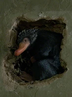 Teddy (niuchacz) | Harry Potter Wiki | Fandom