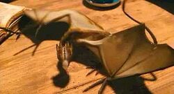 Rubeus Hagrid's pets | Harry Potter Wiki | Fandom