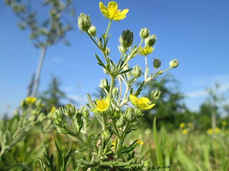 Silberkraut | Harry-Potter-Lexikon | Fandom