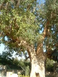 Sicomoro | Harry Potter Wiki | Fandom