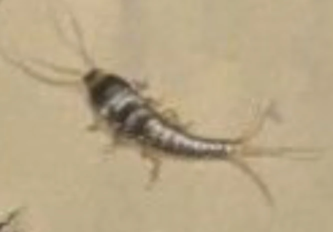 Silverfish | Harry Potter Wiki | Fandom