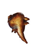 Root of aconite | Harry Potter Wiki | Fandom