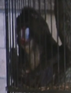 Mandrill | Wiki Harry Potter | Fandom