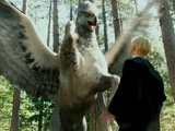Category:Hippogriffs | Harry Potter Wiki | Fandom