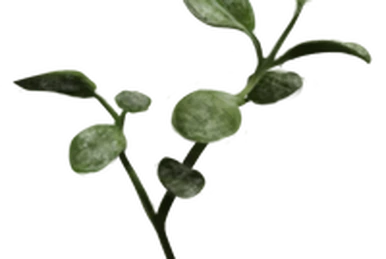 Leaping Toadstool Harry Potter Junior's Harry Potter Hogwarts