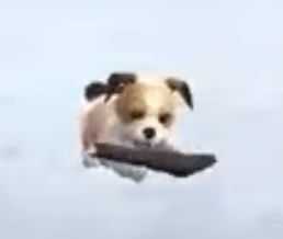 Dragon (Crup) | Harry Potter Wiki | Fandom