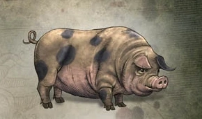 Pig | Harry Potter Wiki | Fandom