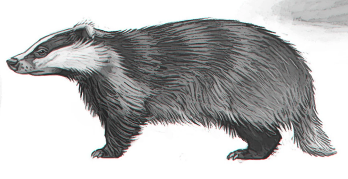 Badger | Harry Potter Wiki | Fandom