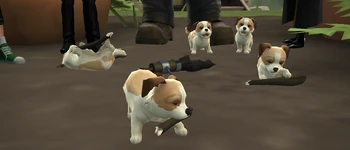 Rubeus Hagrid's Crups | Harry Potter Wiki | Fandom