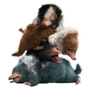 Niuchacz | Harry Potter Wiki | Fandom