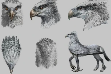 how to draw a griffin from harry potter