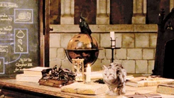 Animagus | Harry Potter | Fandom