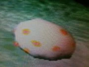 Pykostrąk | Harry Potter Wiki | Fandom