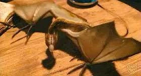 Norberta | Harry Potter Wiki | Fandom